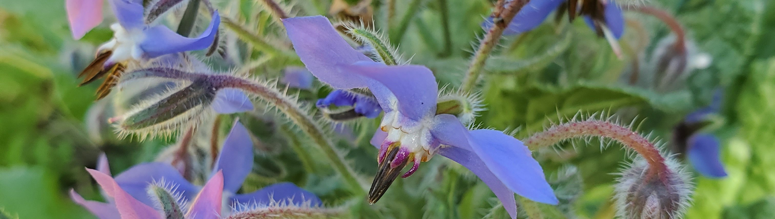 phi farm – Medicinal Plants and Fungi